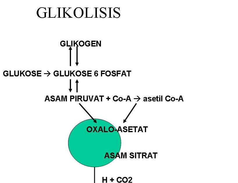 Glikolisis Terjadi Pada | BritanniaArchive