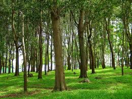 mga likas na kapaligiran