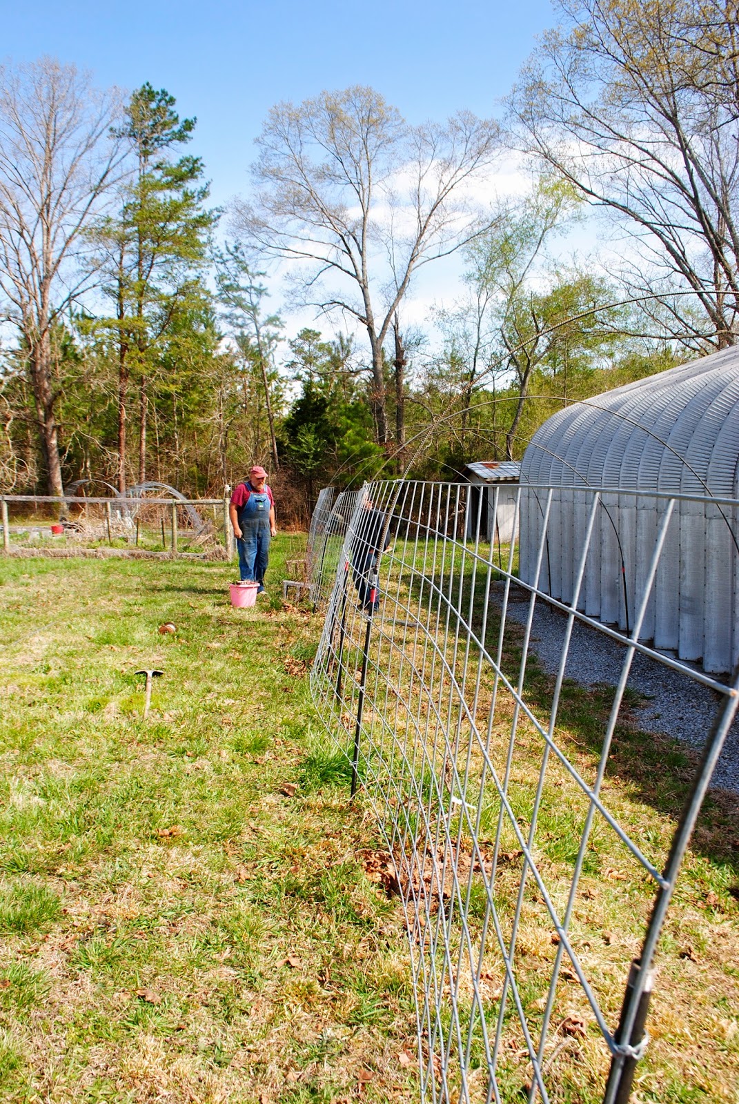 Adventures on Zephyr Hill Farm: DIY Rebar Grape Arbor