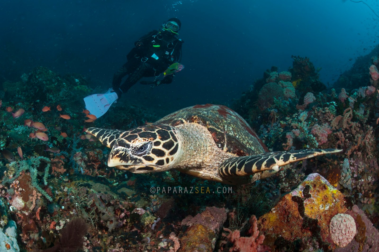 Verde Island 2017 Trip Report - PaparazSea