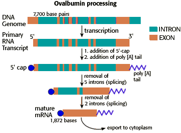 TecnoBio: Introns, Exons e Splicing do RNA