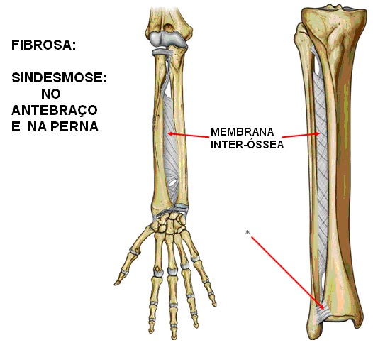 Blogão de Fisio: ARTICULAÇÕES