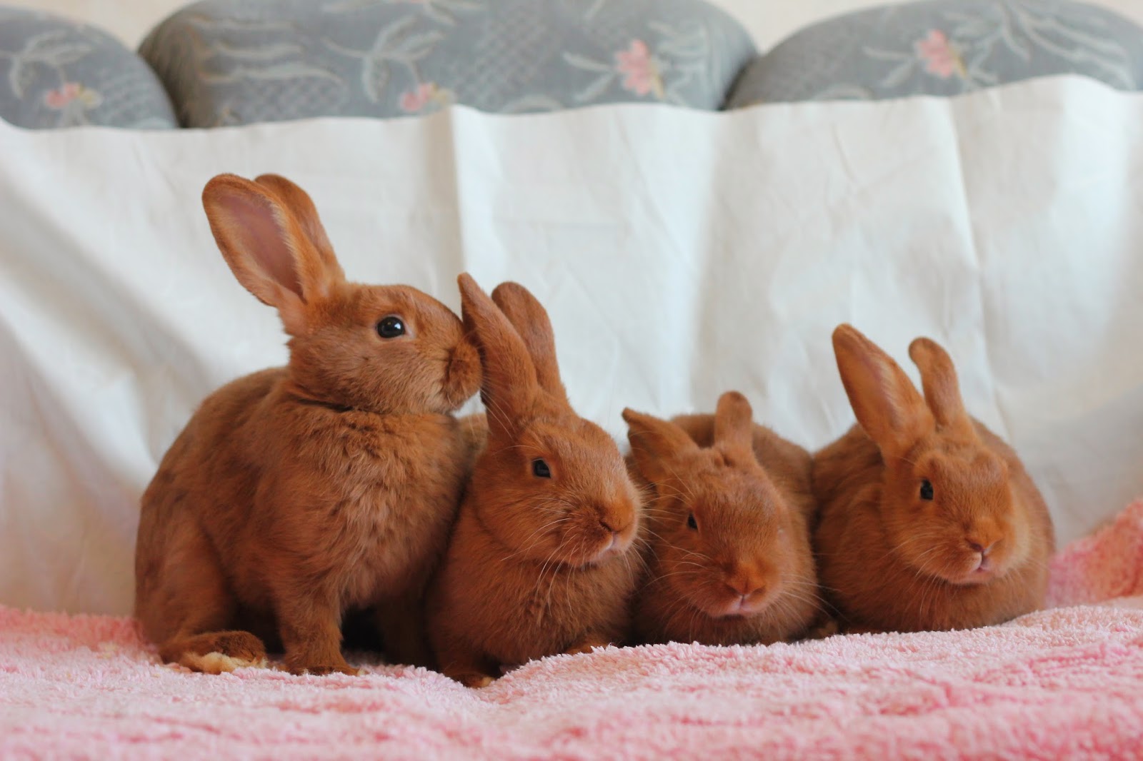 Aina Rakas -kanilan kääpiölupat ja sachsengold-kanit: Sasseli