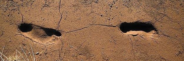 Footprints without Feet ncert solutions class 10 - edunation19