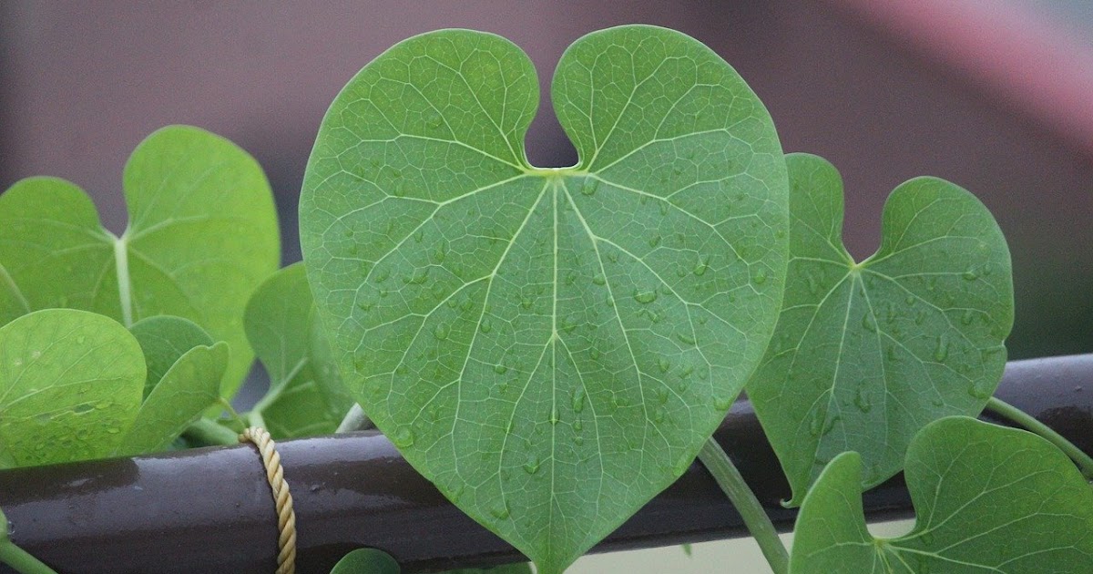 Giloy : Benefits,Dosage and How To Use