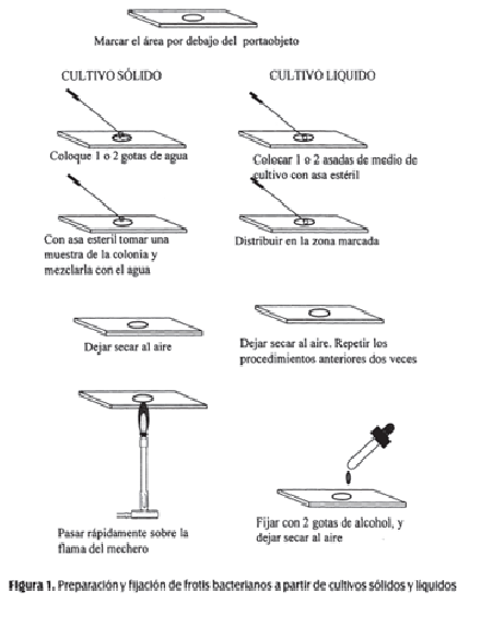 Microbiología: Métodos y Técnicas de Tinción