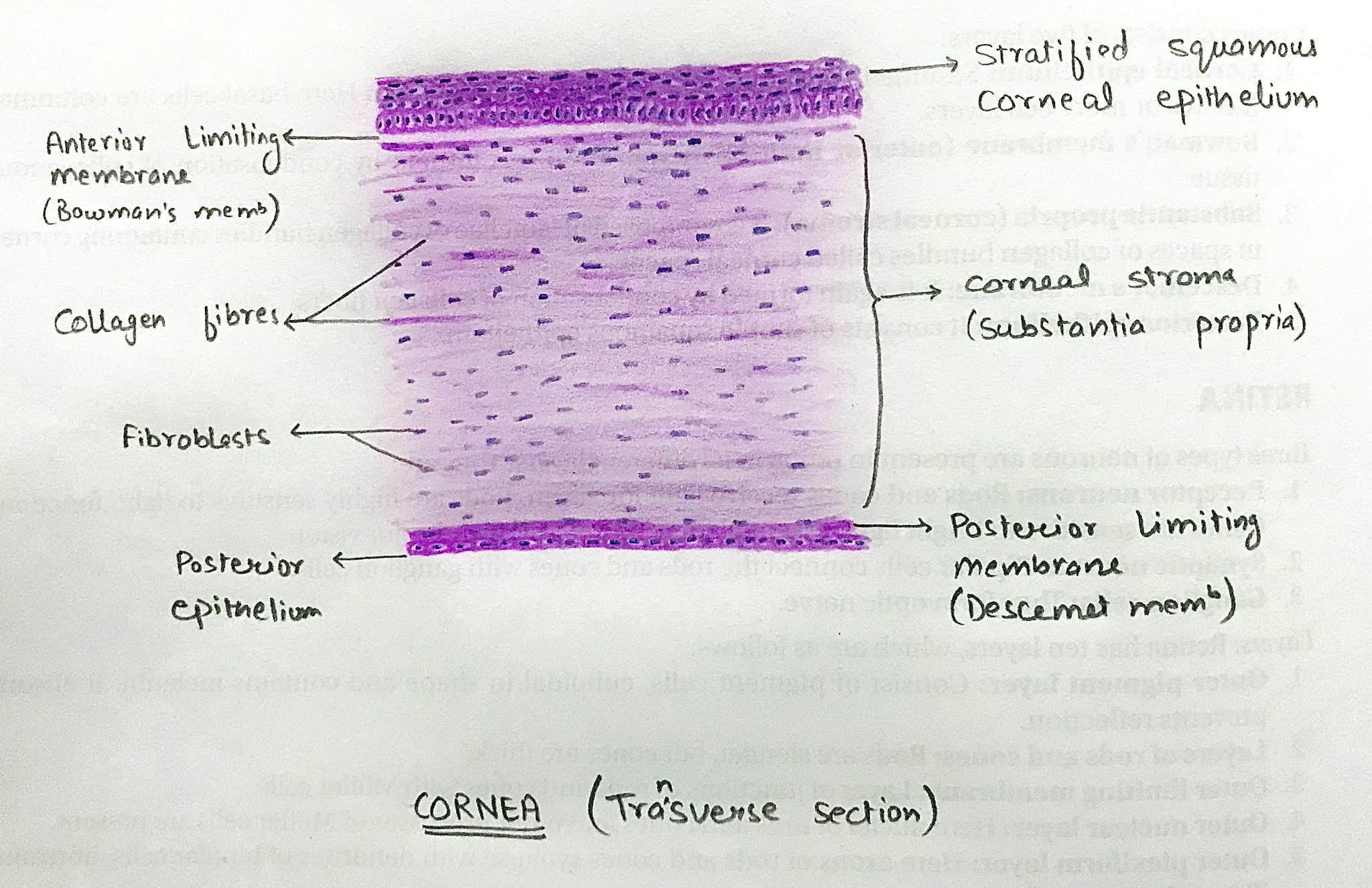 Cornea (transverse section)