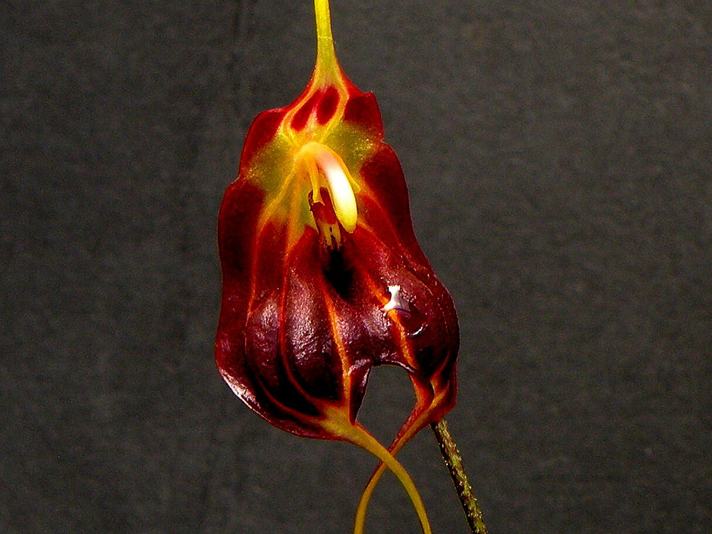 Masdevallia bicornis care and culture | Travaldo's blog