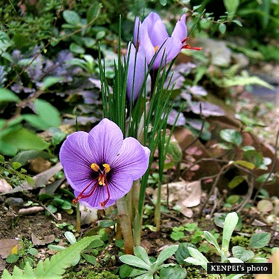 Colonial & Early American Gardens: Plants in Early American Gardens ...