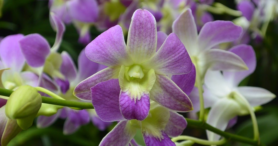 Budidaya Bunga Anggrek