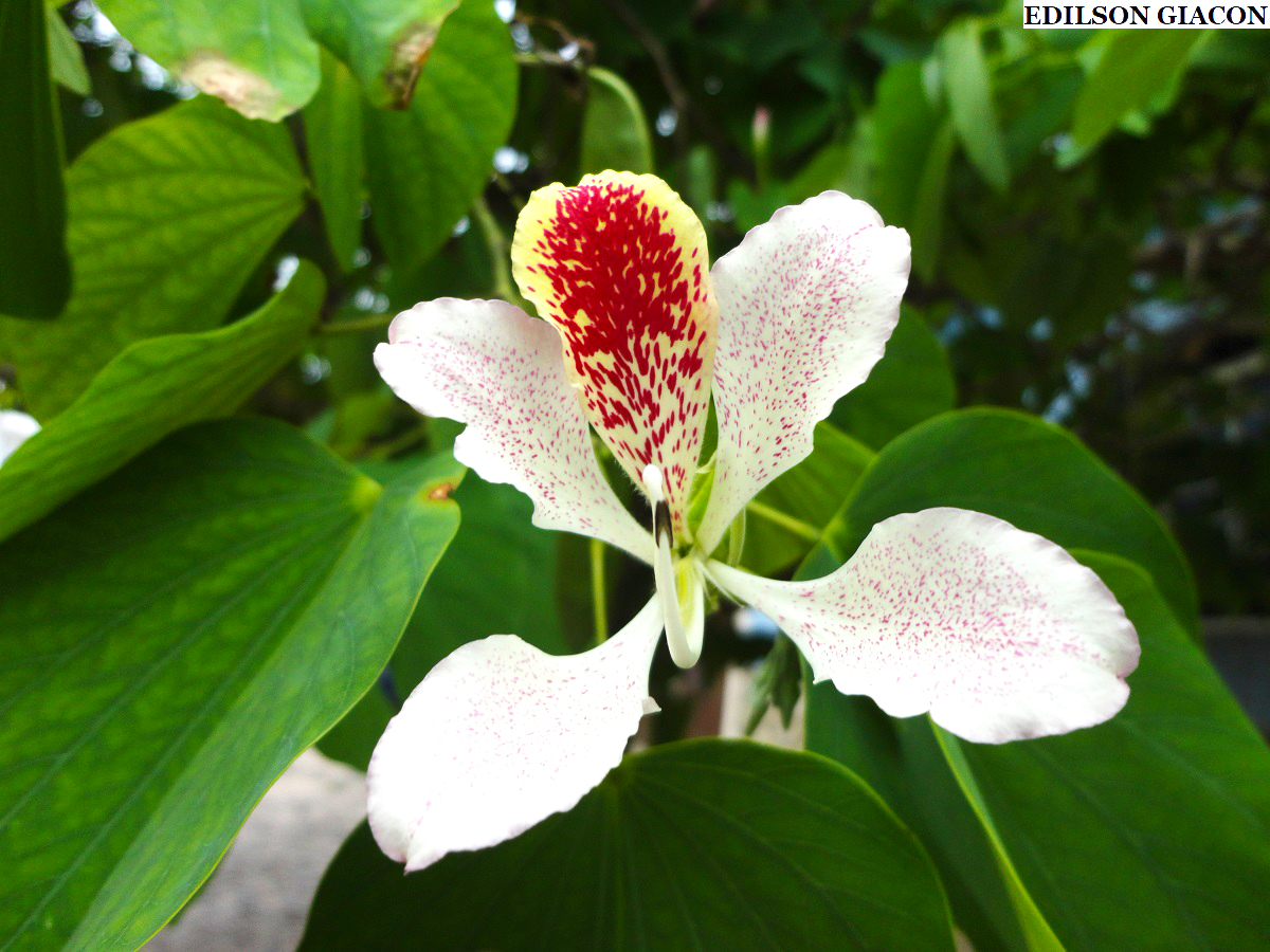 Viveiro Ciprest - Plantas Nativas e Exóticas: Bauhinia Rosa Pintada ...