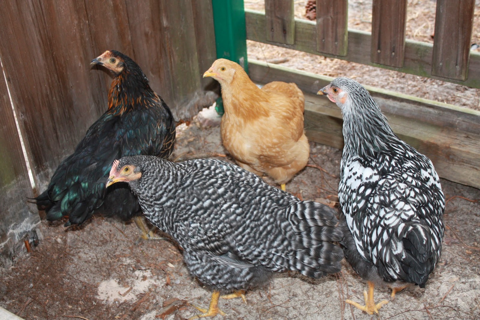 Breed Spotlight: Barred Plymouth Rock