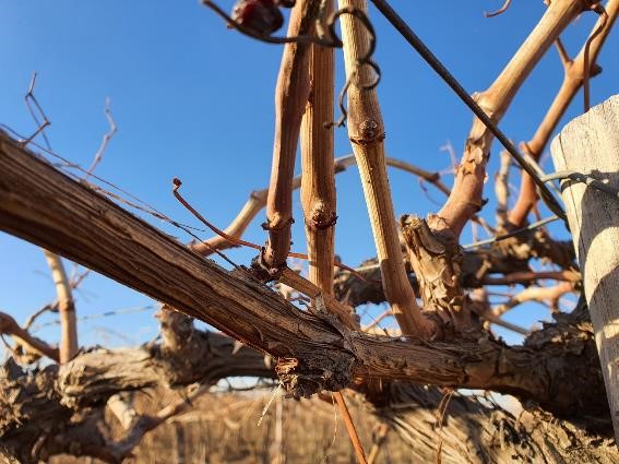 Rodrigo S. Espíndola: Podas, riegos y labranzas: fincas de vid con ...