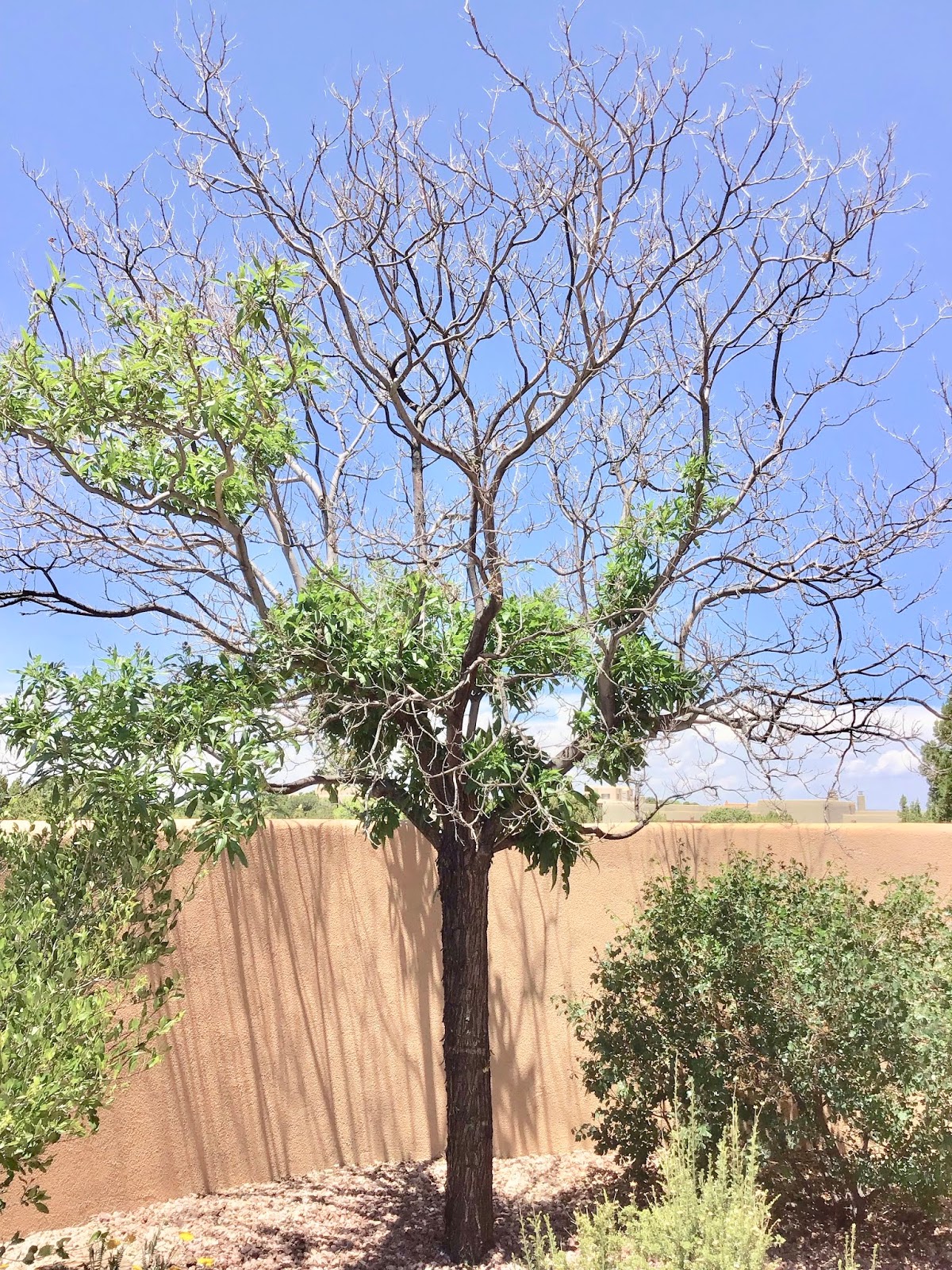 Arizona Ash Tree Names