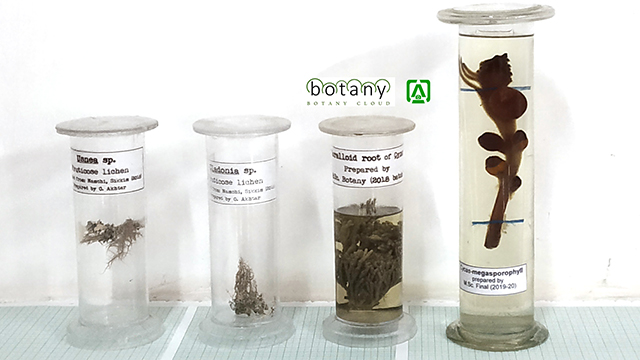 Botanical museum specimen