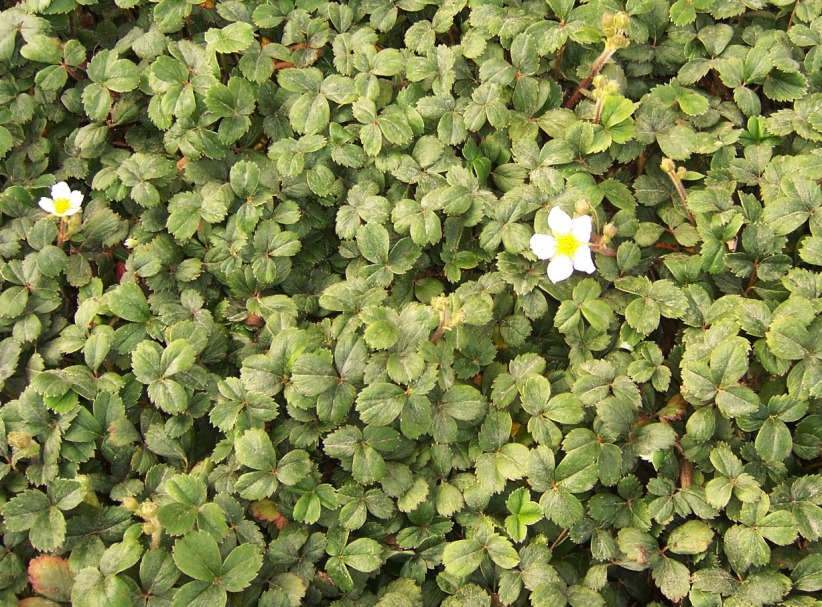 Beach Strawberry Ground Cover