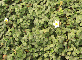 The 2 Minute Gardener: Photo - Beach Strawberry (Fragaria chiloensis)