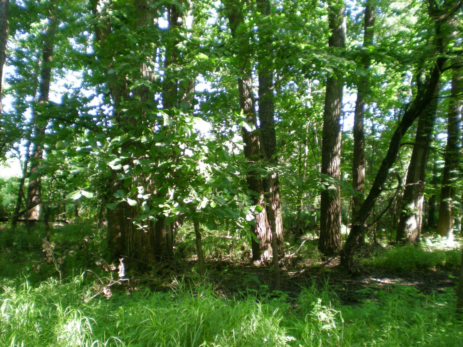 Practical Biology: science for everyone: Looking Into Forest Past and ...