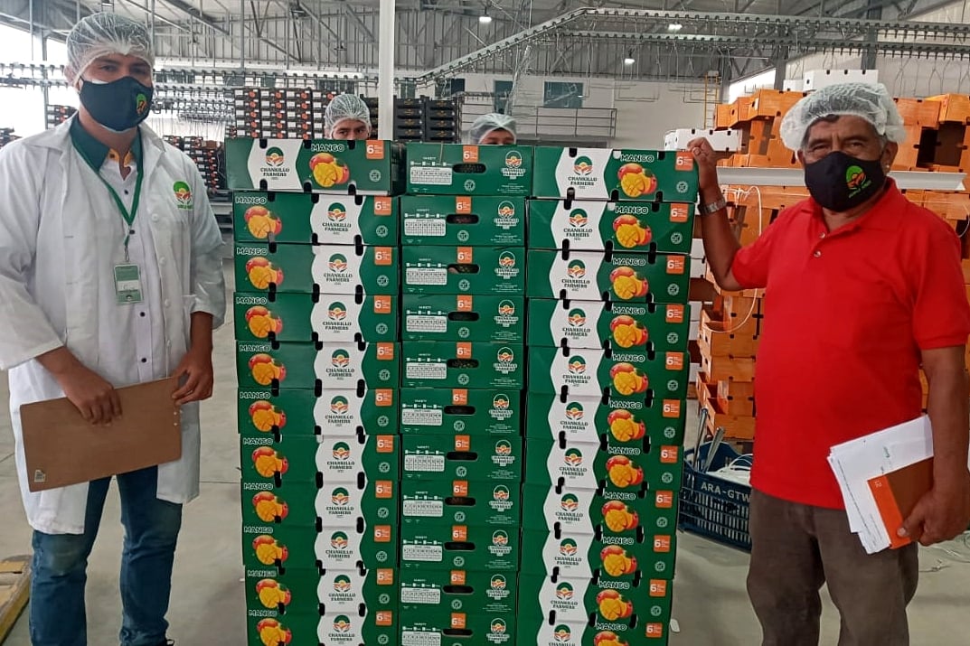 Exportación de Mango Vía Aérea | Chankillo Farmers Perú