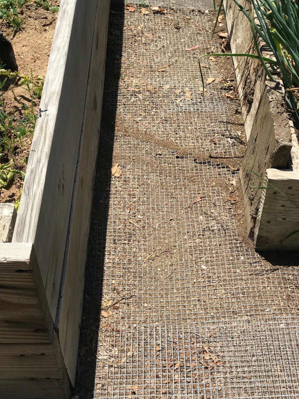 On Discovering A Garden: How to gopher proof your garden.....