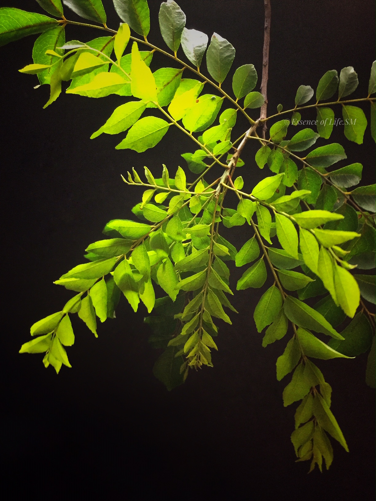 CURRY LEAVES curry-leaves