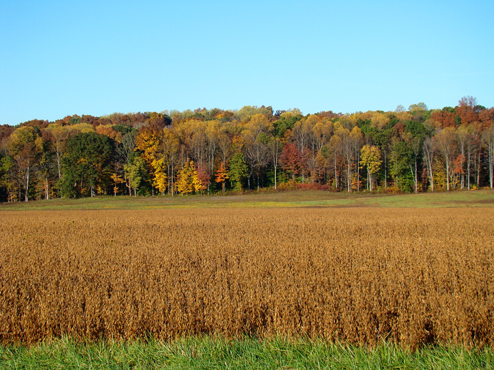 Fall Harvest Field