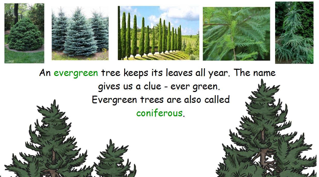 Year 2: Evergreen and Deciduous Trees