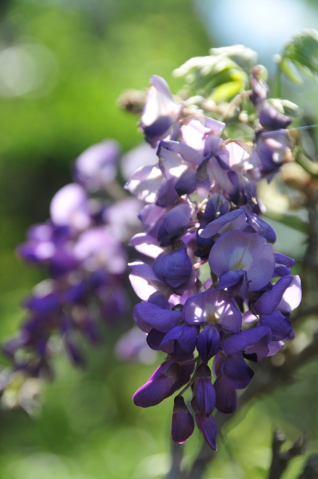 Matsu Nagao: GLICINIA - WISTERIA SP