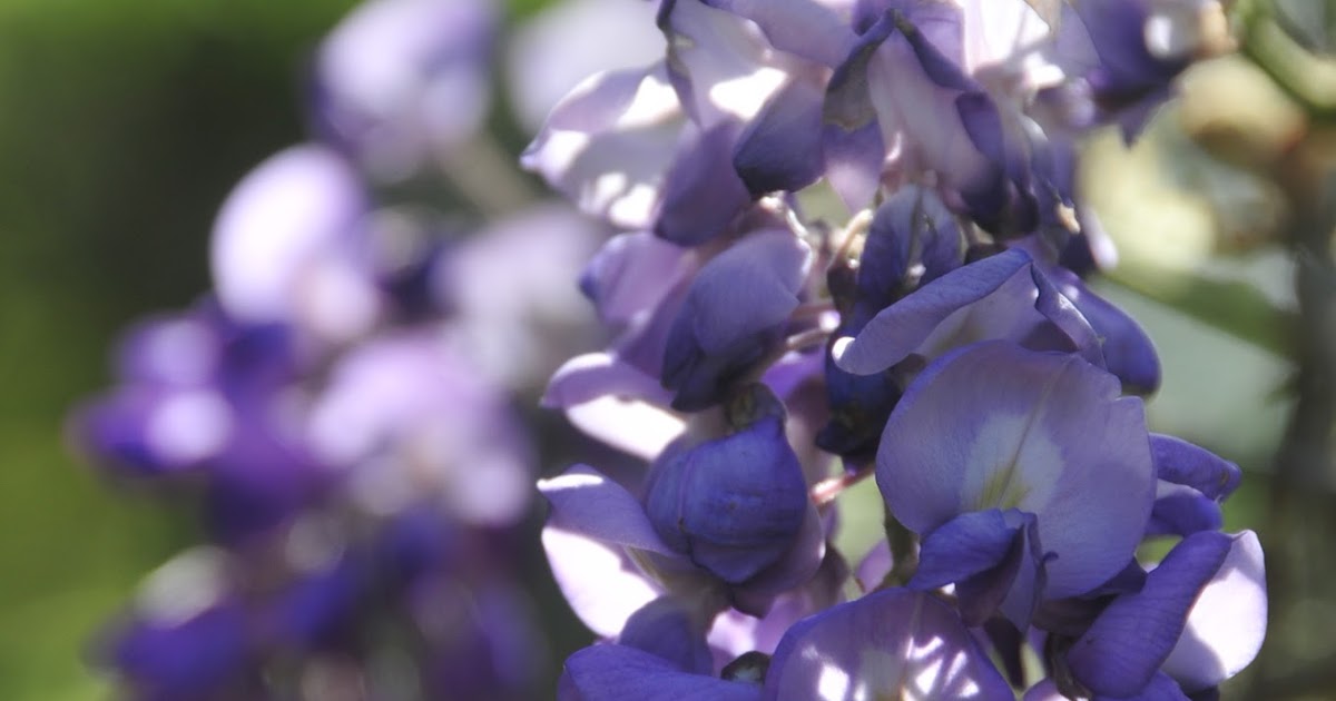 Matsu Nagao: GLICINIA - WISTERIA SP