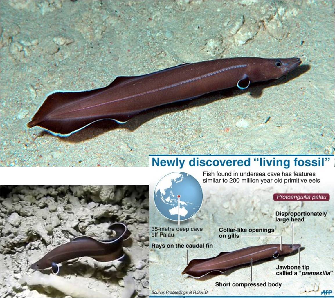 Species New to Science: [Ichthyology • 2011] Protoanguilla palau • A ...