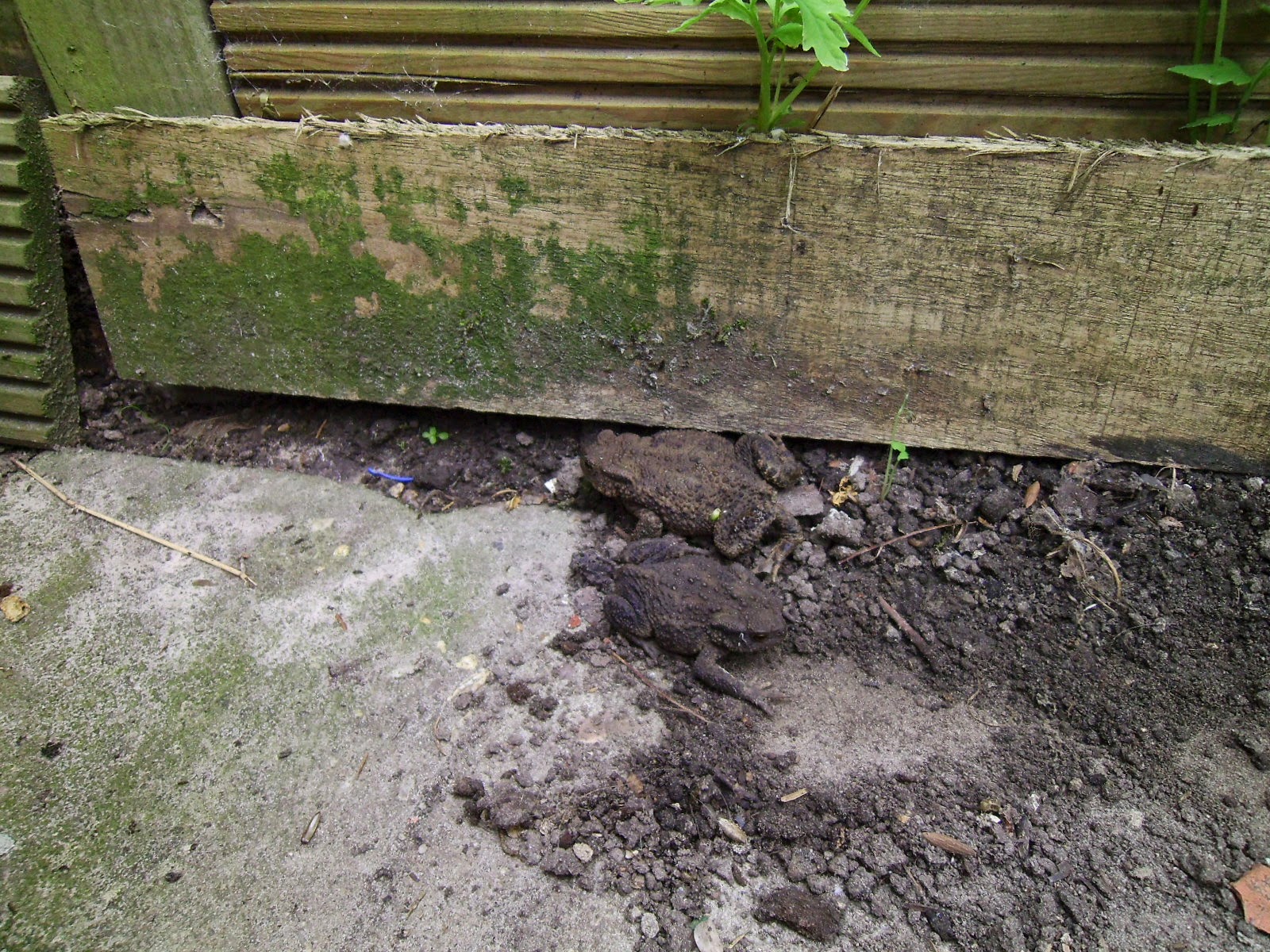 Het paradijsje van Jane: Dier #2: De pad (Bufo Bufo)