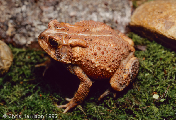Frog Blog: Dwarf American ToadAnaxyrus americanus charlesmithi