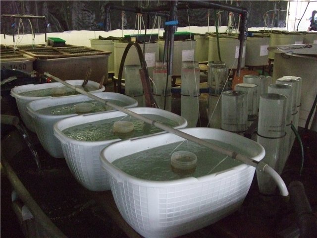 СЛЕДУЯ МЕЧТАМ - FOLLOWING MY DREAMS: Один день из рыбоводной жизни ...