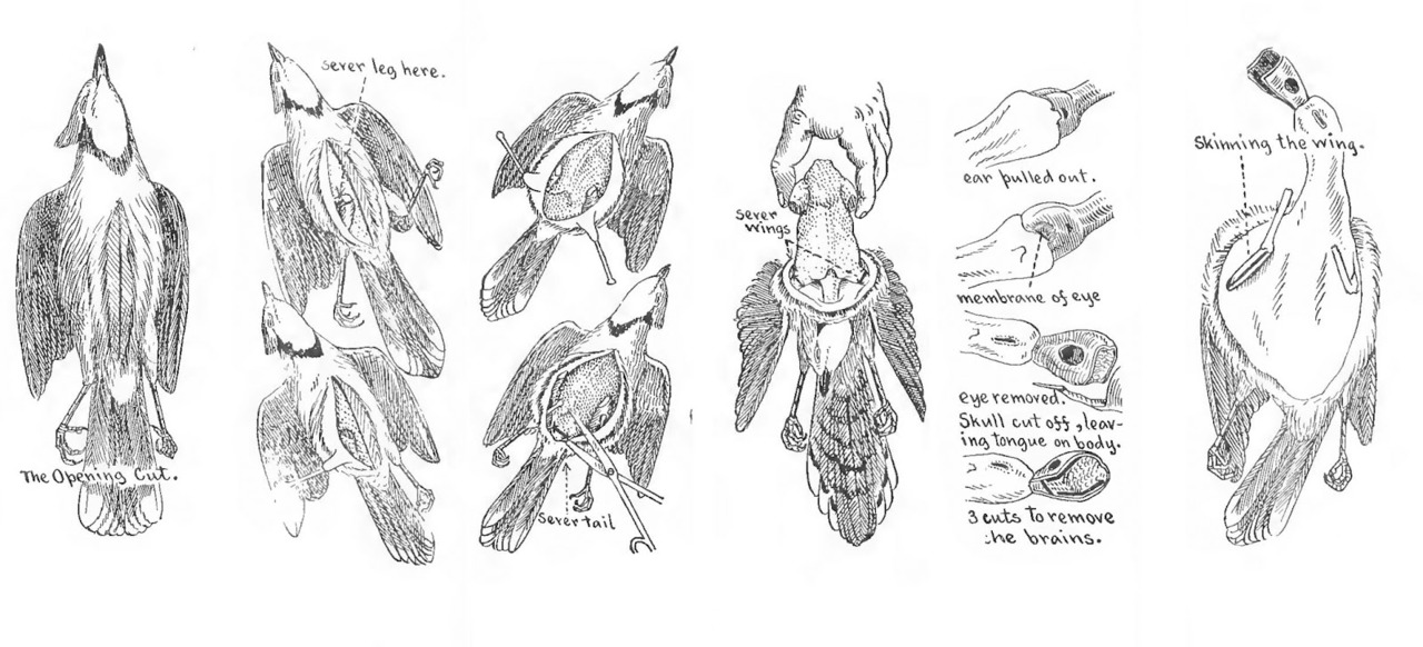 Design Context: Taxidermy Diagrams