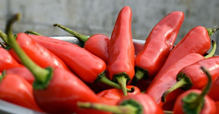 Budidaya Cabai Merah