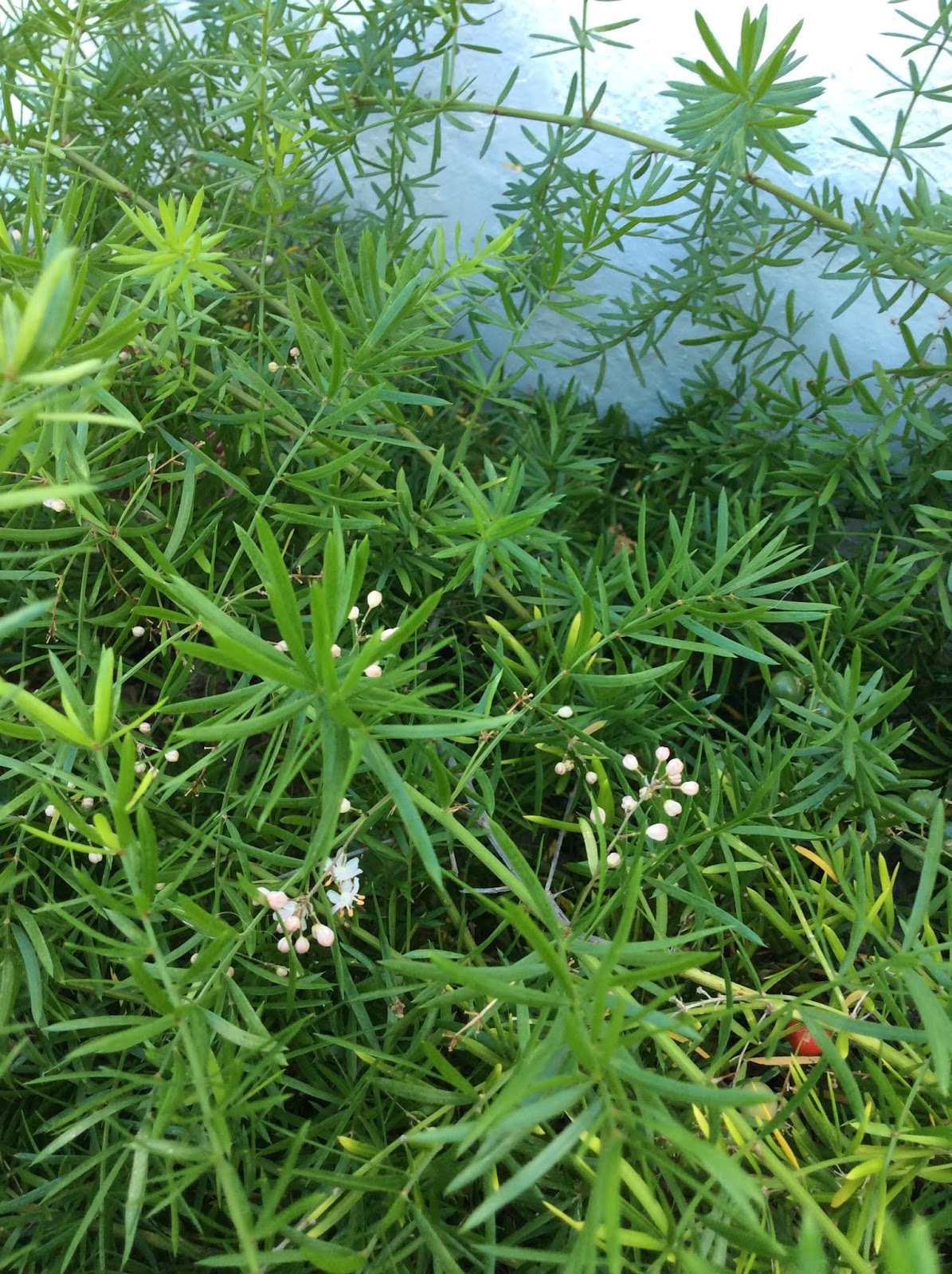 Barbados Flora & Fauna: Rice Fern (Asparagus aethiopicus)