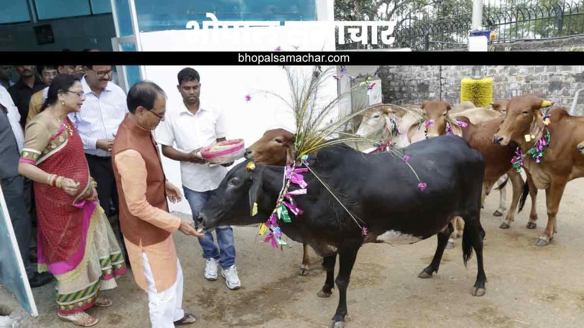 गौ माता उद्धार करो शिवराज Pratidin