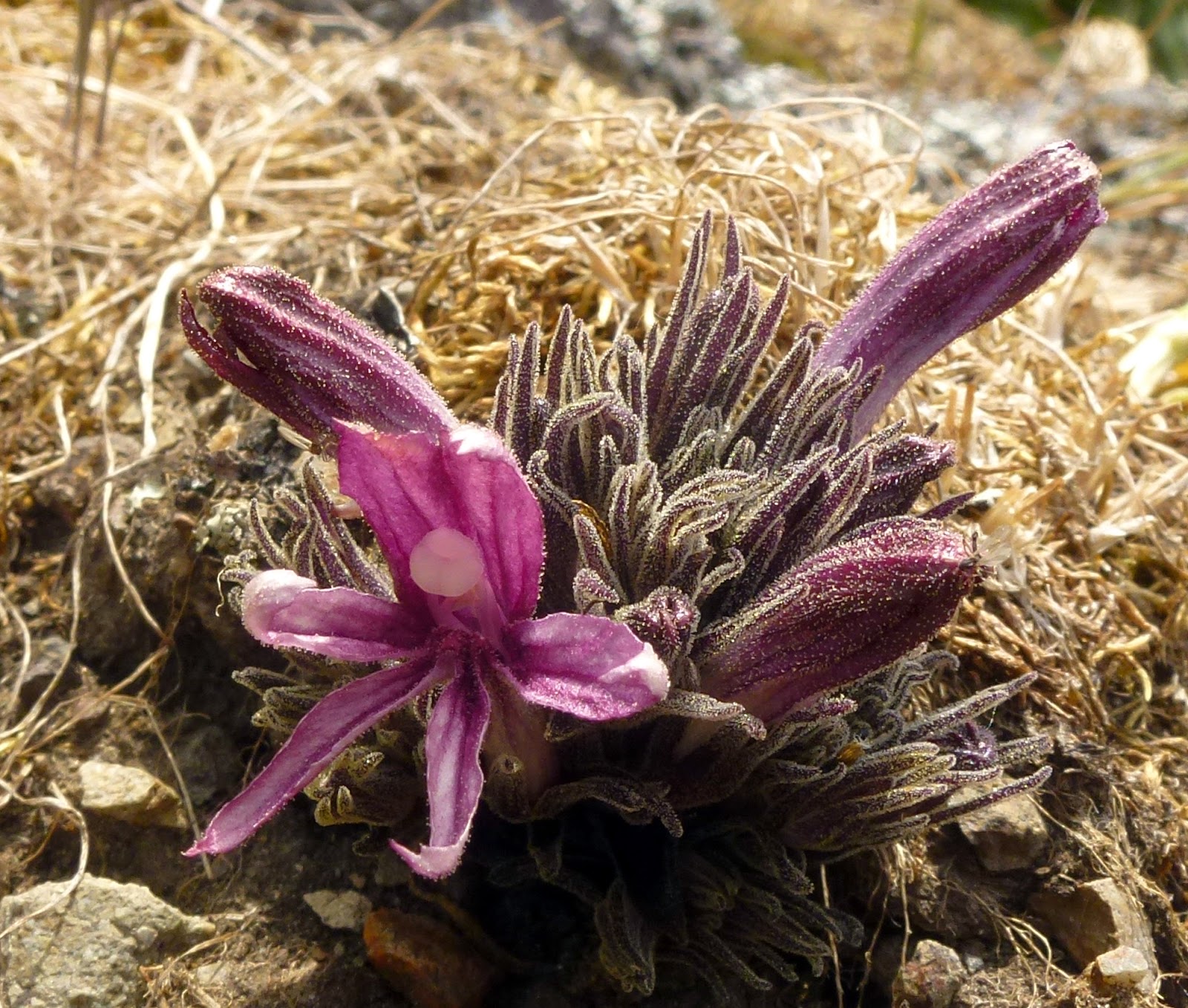 Wild Harvests: Harvest Brodiaea