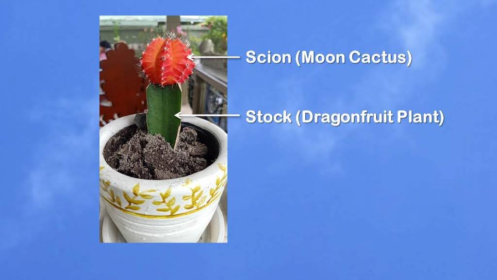 Practical Gardening: Grafting Moon Cactus on Dragon Fruit Plant
