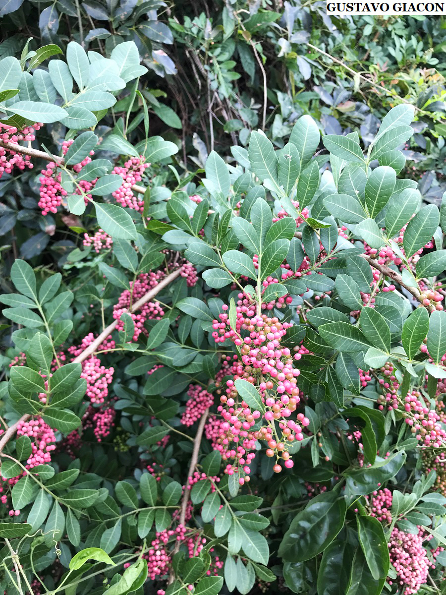 Viveiro Ciprest - Plantas Nativas e Exóticas: Pimenta Rosa ou Aroeira ...