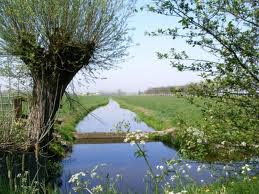 Tekenderwijs: Het leven in de sloot