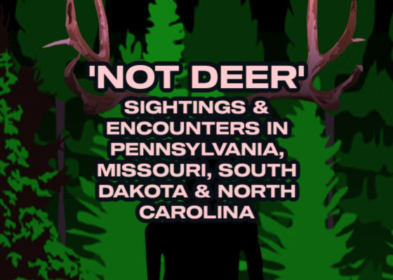 4 separate accounts of 'cryptid deer' or 'Not Deer' sightings and ...