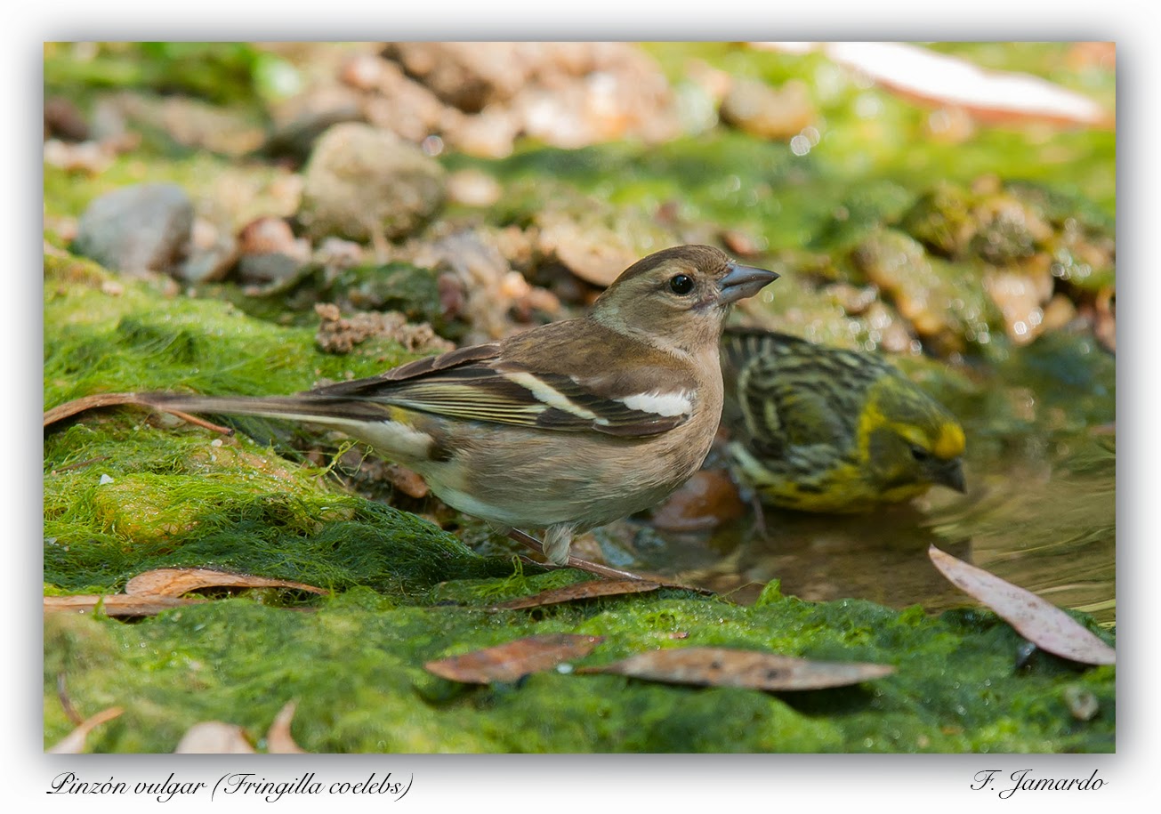 Aves de Coria del Río y su entorno: Pinzón vulgar (Macho y hembra adultos)
