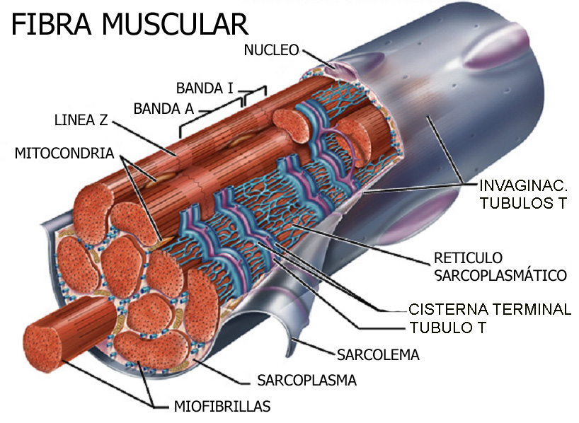 ENTRENAMIENTO Y MUSCULACION: CONOCE LAS FIBRAS MUSCULARES