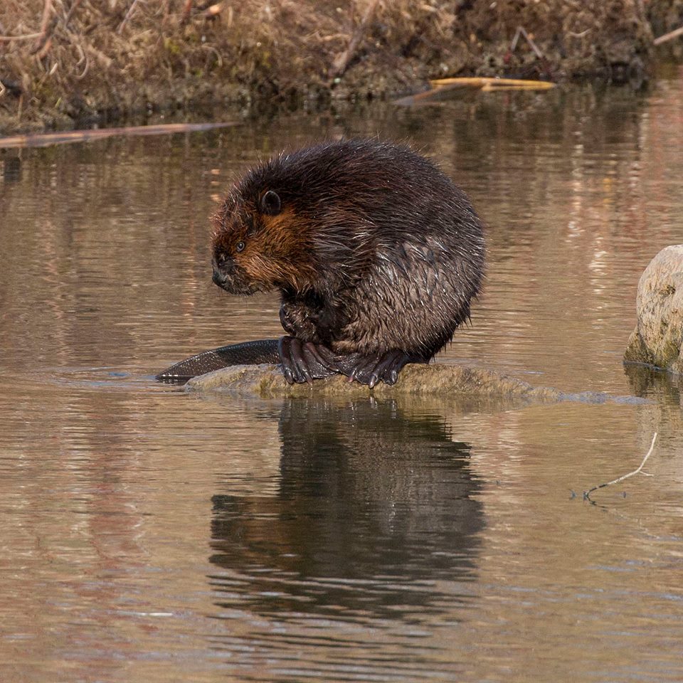 Friends of Sam Smith Park: BEAVER ACTIVITY
