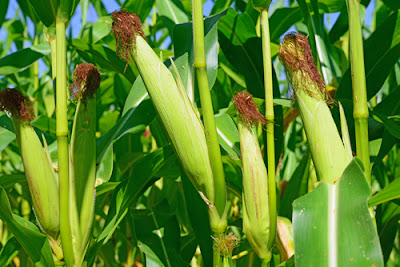 Agribusiness Initiative: Namibia Needs 120 000 Tonnes of Maize Imports