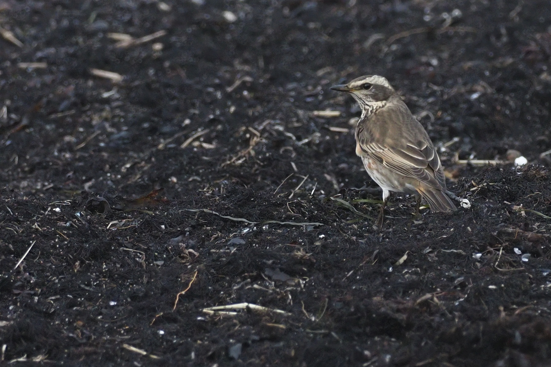 BirdsDK: Dusky Thrush (Turdus eunomus) or Dusky Thrush x Naumann's ...