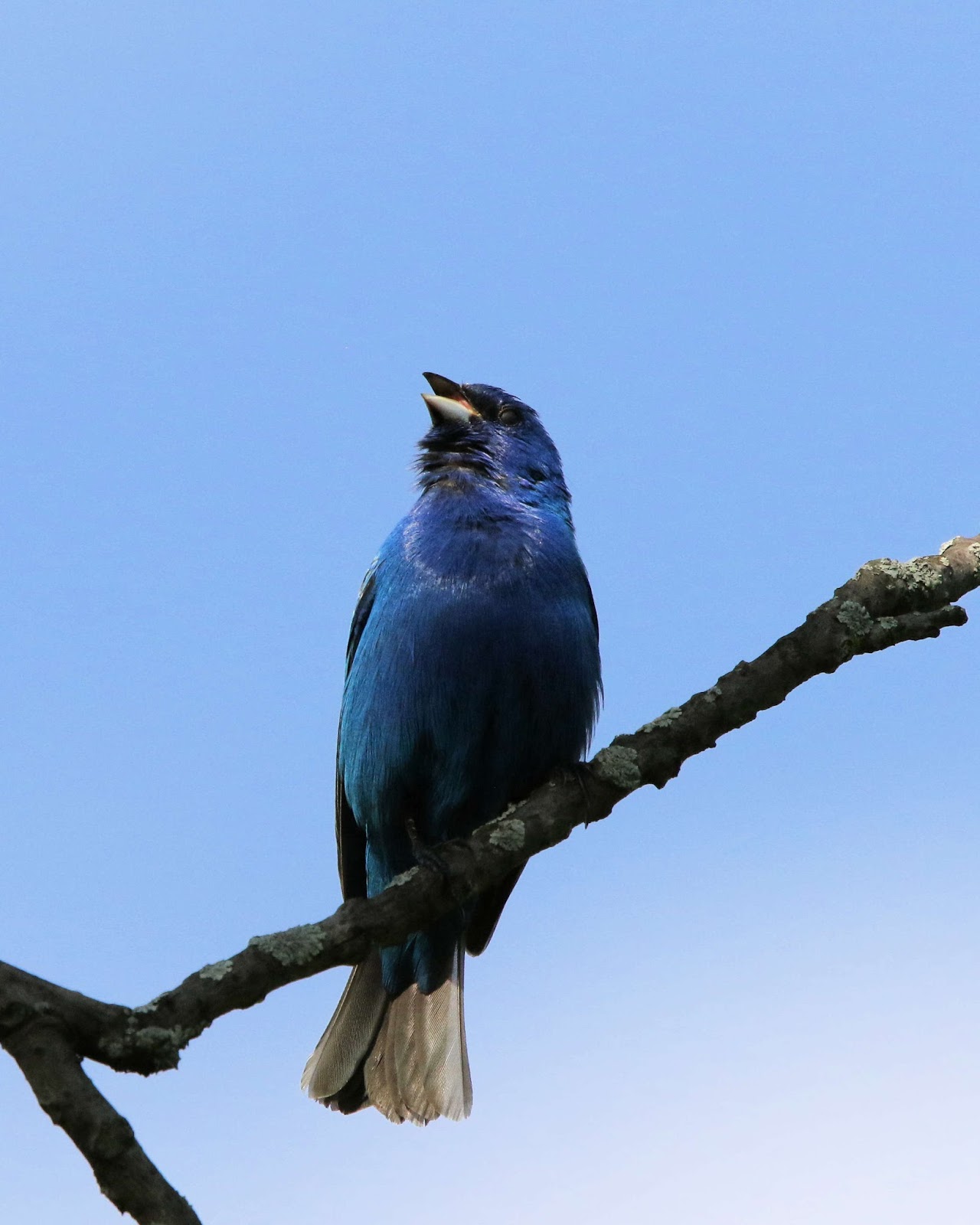 Birds from Behind : No Otters...Only Birds...stoopid waste of time