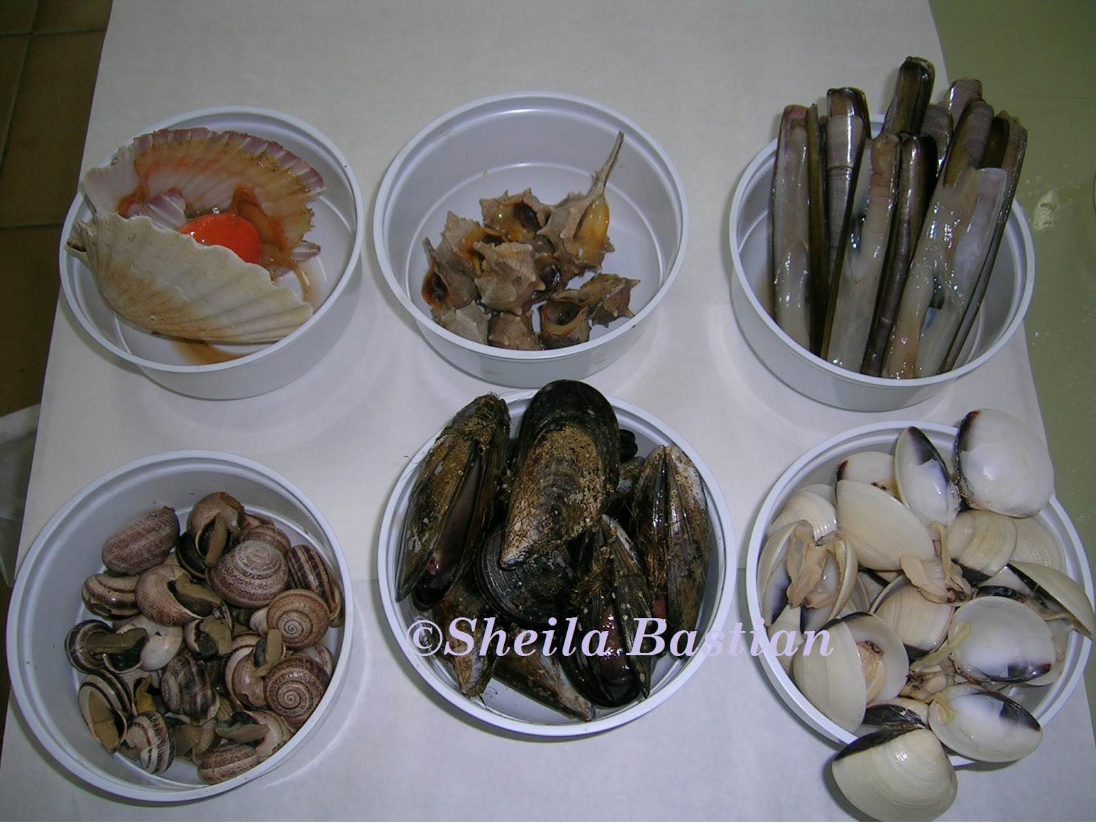 Science Magazine: IDENTIFYING MOLLUSCS
