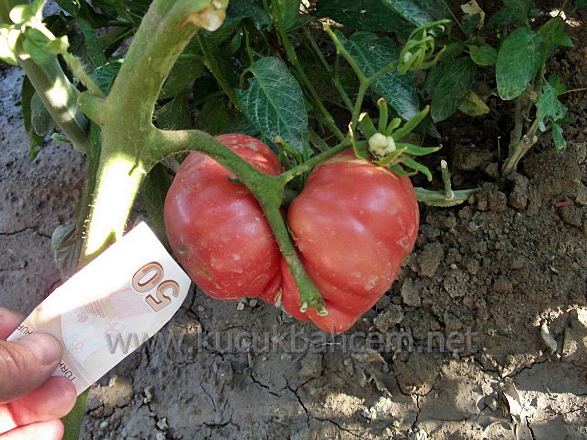 PDA: Pembe Domates Ağı Ortak Web-Günlüğü